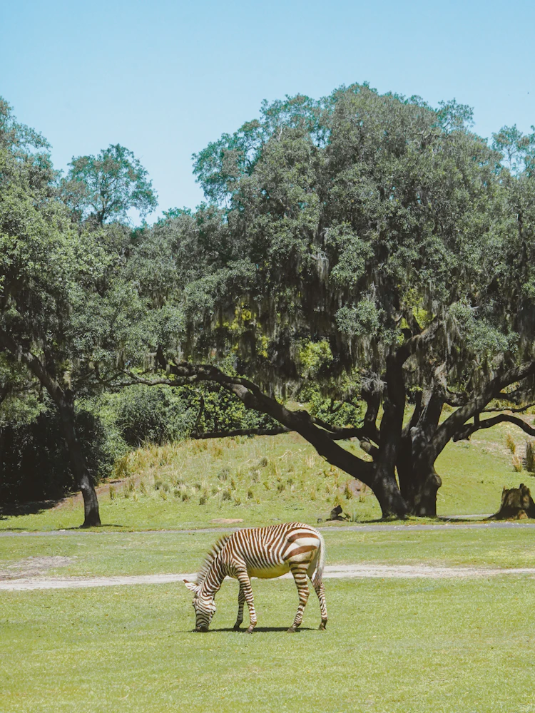 【2024年最新】フロリダ ウォルト・ディズニー・ワールド・リゾートのおすすめアトラクションをレポート！｜tabimuse